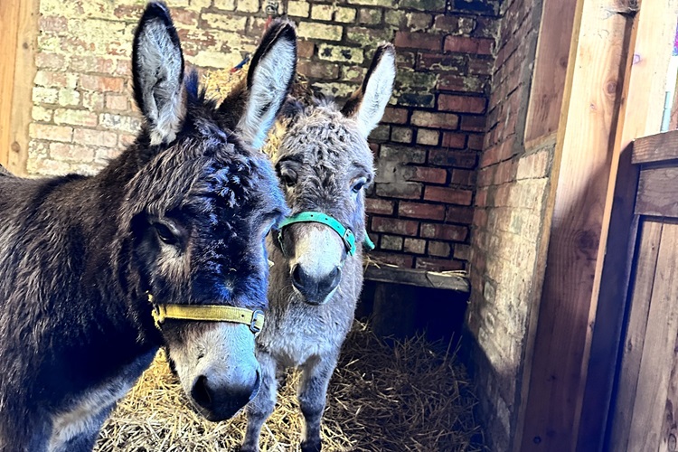 Little Donkeys to Carry the Spirits of Walkers on Christmas Charity ...