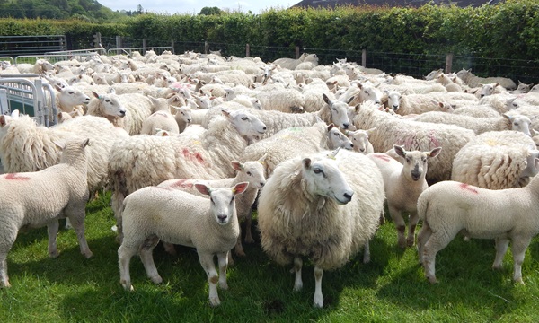 “Concerning Trend” Underlines Prime Lamb Number Fall